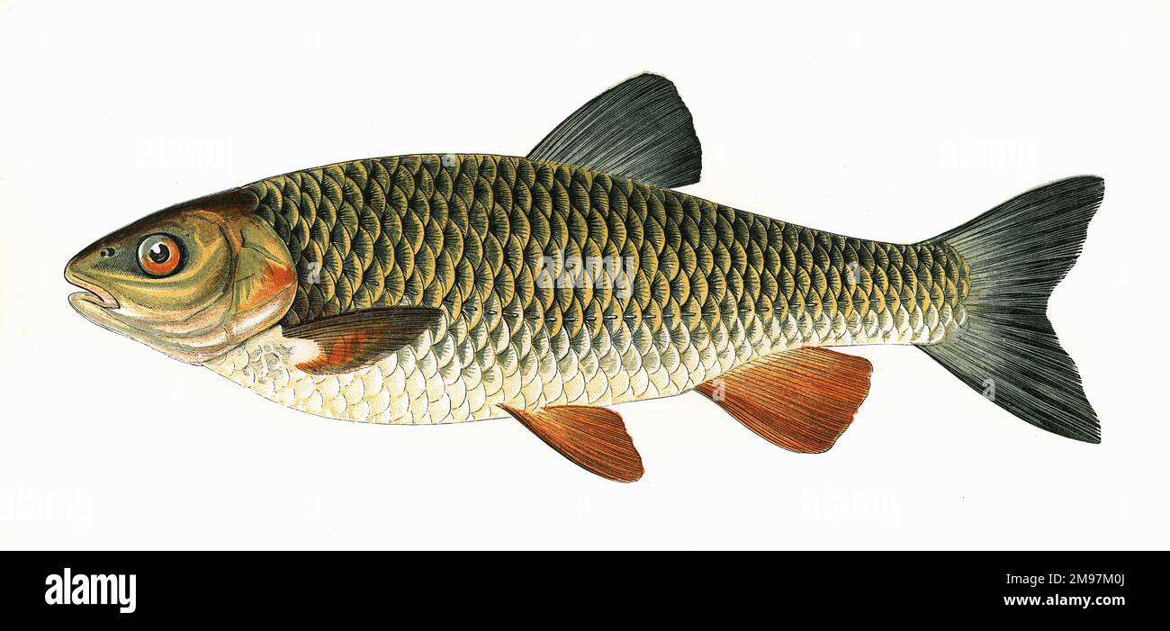 Squalius cephalus, or European Chub, also known as Chevin, Round Chub ...
