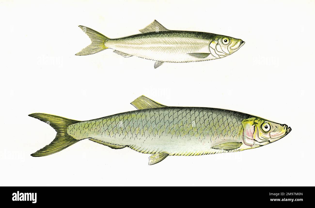 European Sprat (Sprattus sprattus, also known as Britling, Brisling and ...