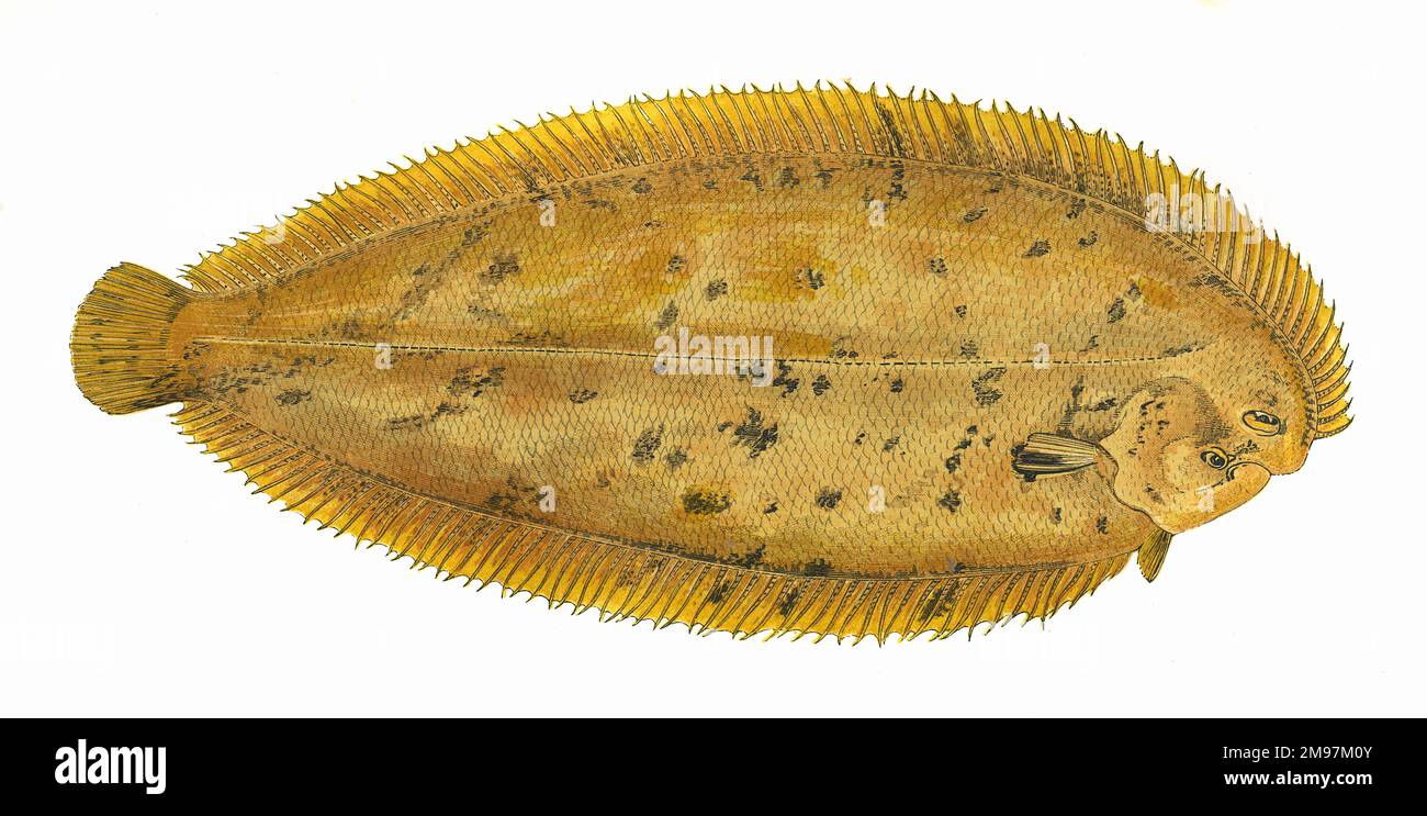Gold sole hi-res stock photography and images - Alamy