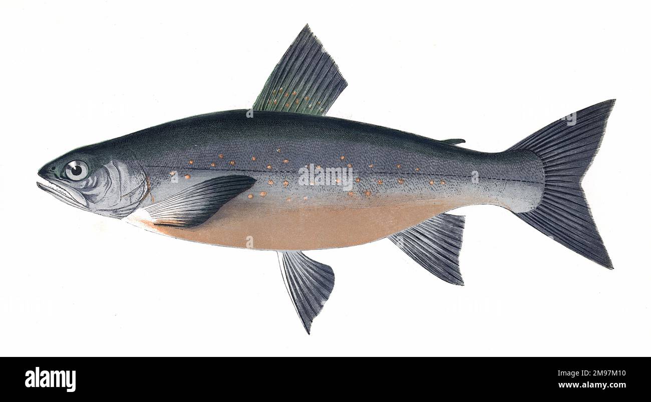 Family salmonidae hi-res stock photography and images - Alamy