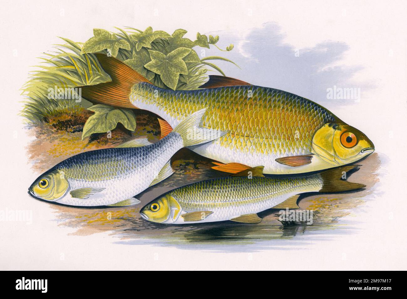 Azurine and Dobule (both non-existent species), and a Common Rudd ...
