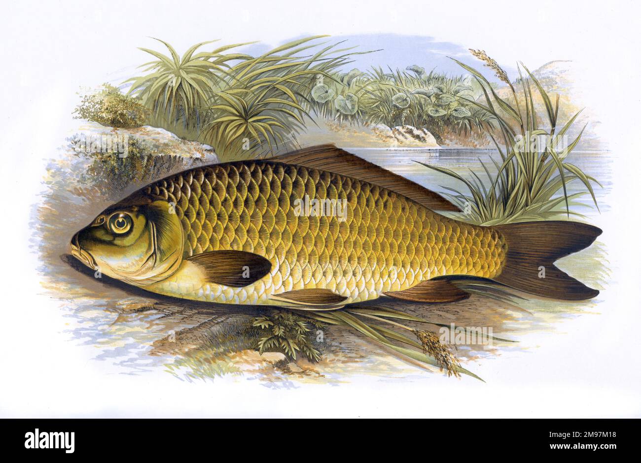 Cyprinus carpio, or Common Carp Stock Photo - Alamy