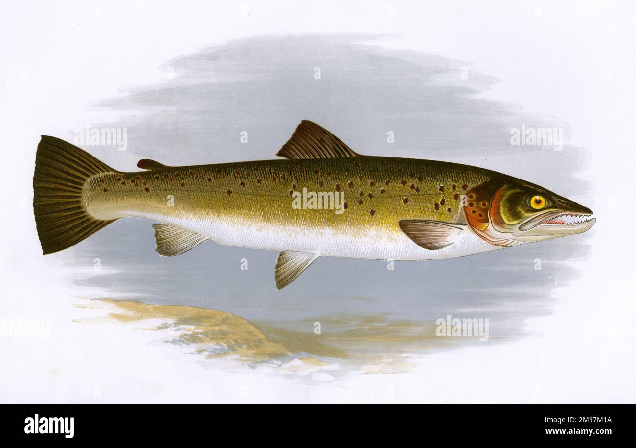 Salmo trutta, or Brown Trout, also known as Grey Trout, Bull Trout, Sea ...