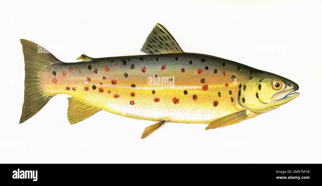 Salmo stomachicus, or Gillaroo, also known as Gizzard Trout, a variety ...