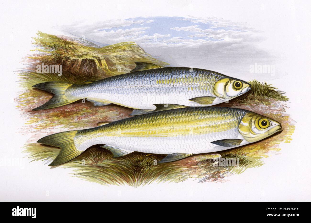 Coregonus pollan hi-res stock photography and images - Alamy