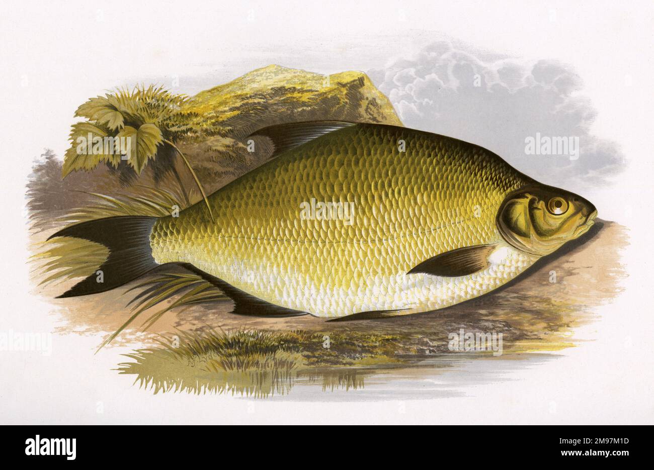 Abramis brama, or Common Bream Stock Photo - Alamy