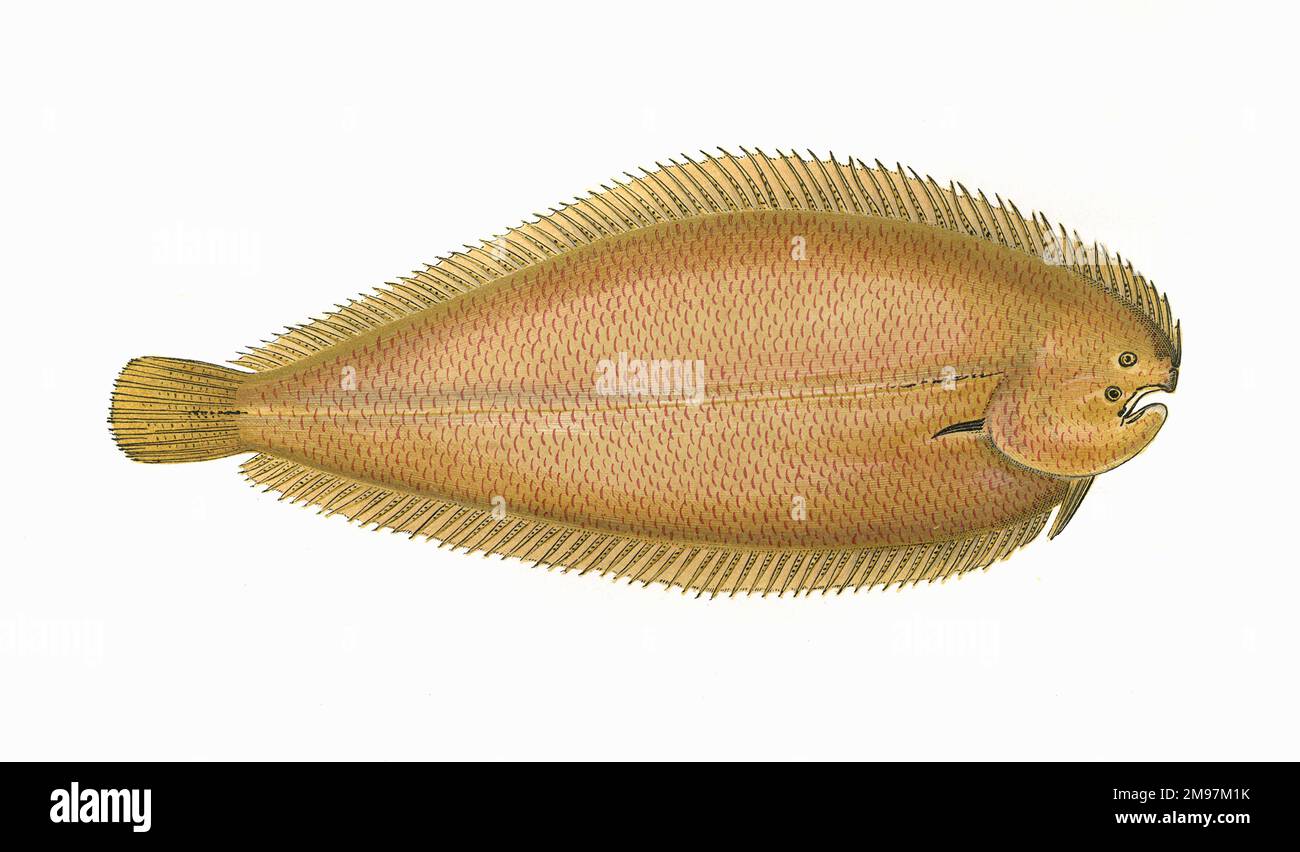 Buglossidium luteum, or Solenette, also known as Little Sole and Yellow ...