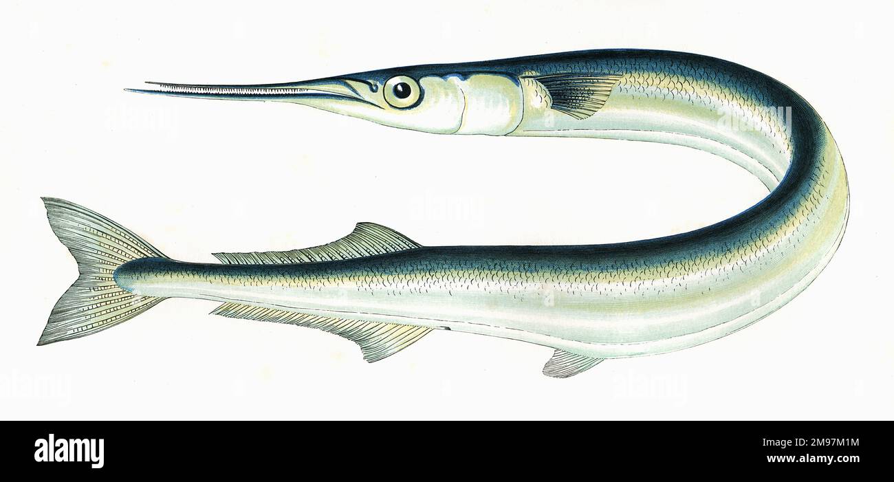 Belone belone, or Garfish, also known as Sea Needle, Longnose and ...