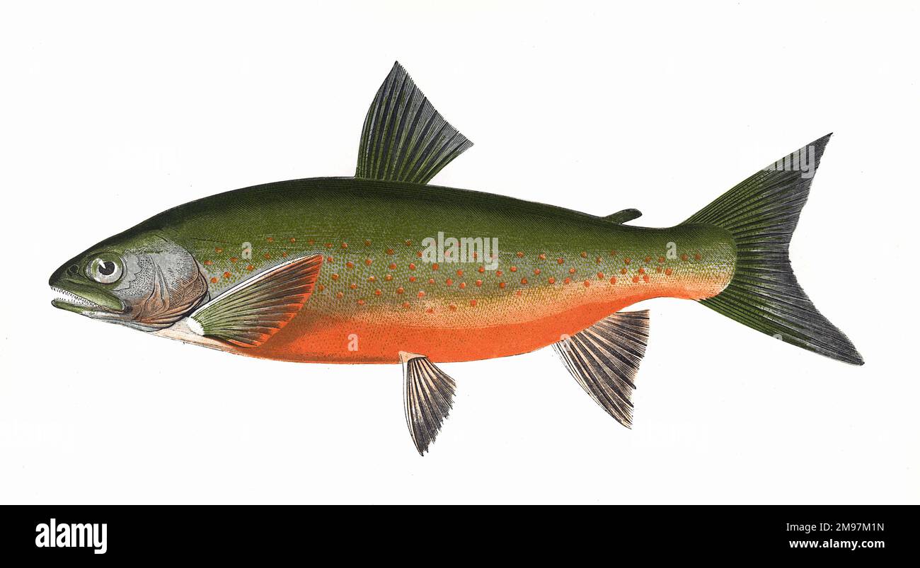 Salvelinus willoughbii, or Willoughby's Char (Charr), a member of the ...