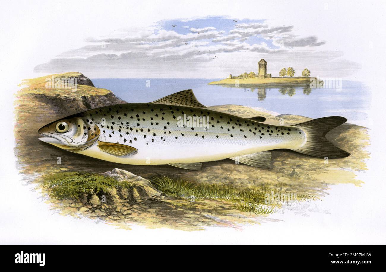Salmo coecifer, or Loch Leven Trout, a subspecies of Brown Trout (Salmo ...
