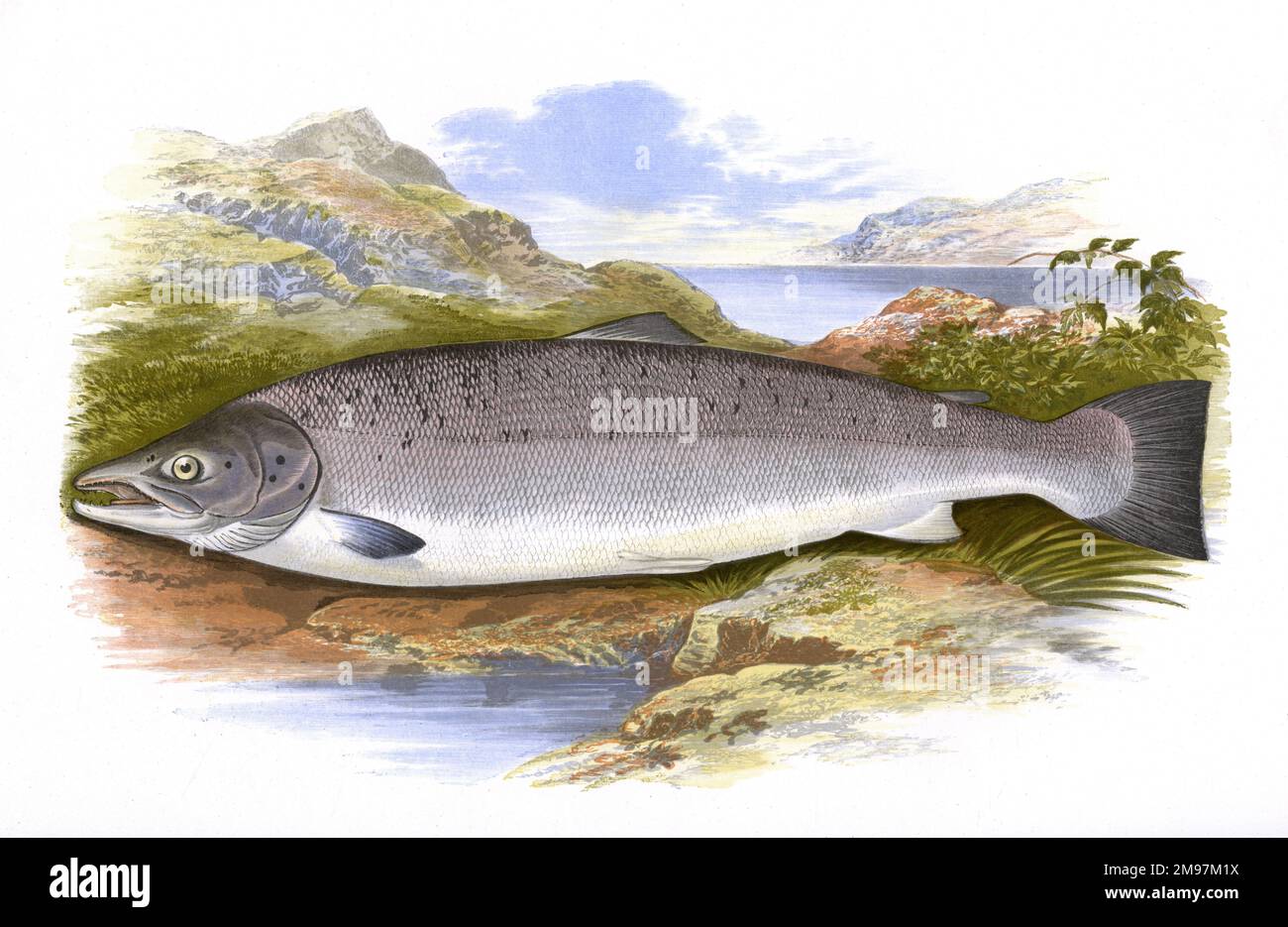 Salmo salar, or Atlantic Salmon (male), a freshwater and marine variety ...