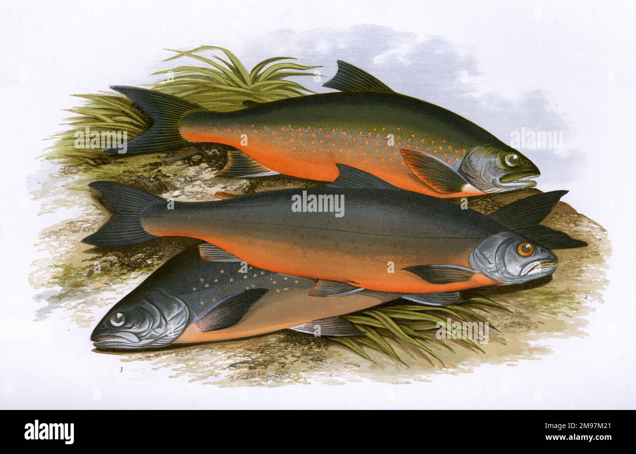 Windermere Charr (Salvelinus willoughbii, also known as Willoughby's ...