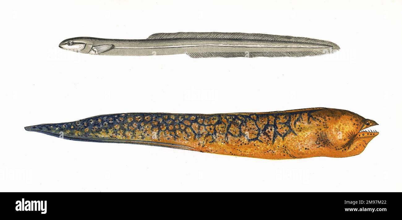 Ophidium Eel or Beardless Ophidium (Ophidion imberbe, now classified as ...