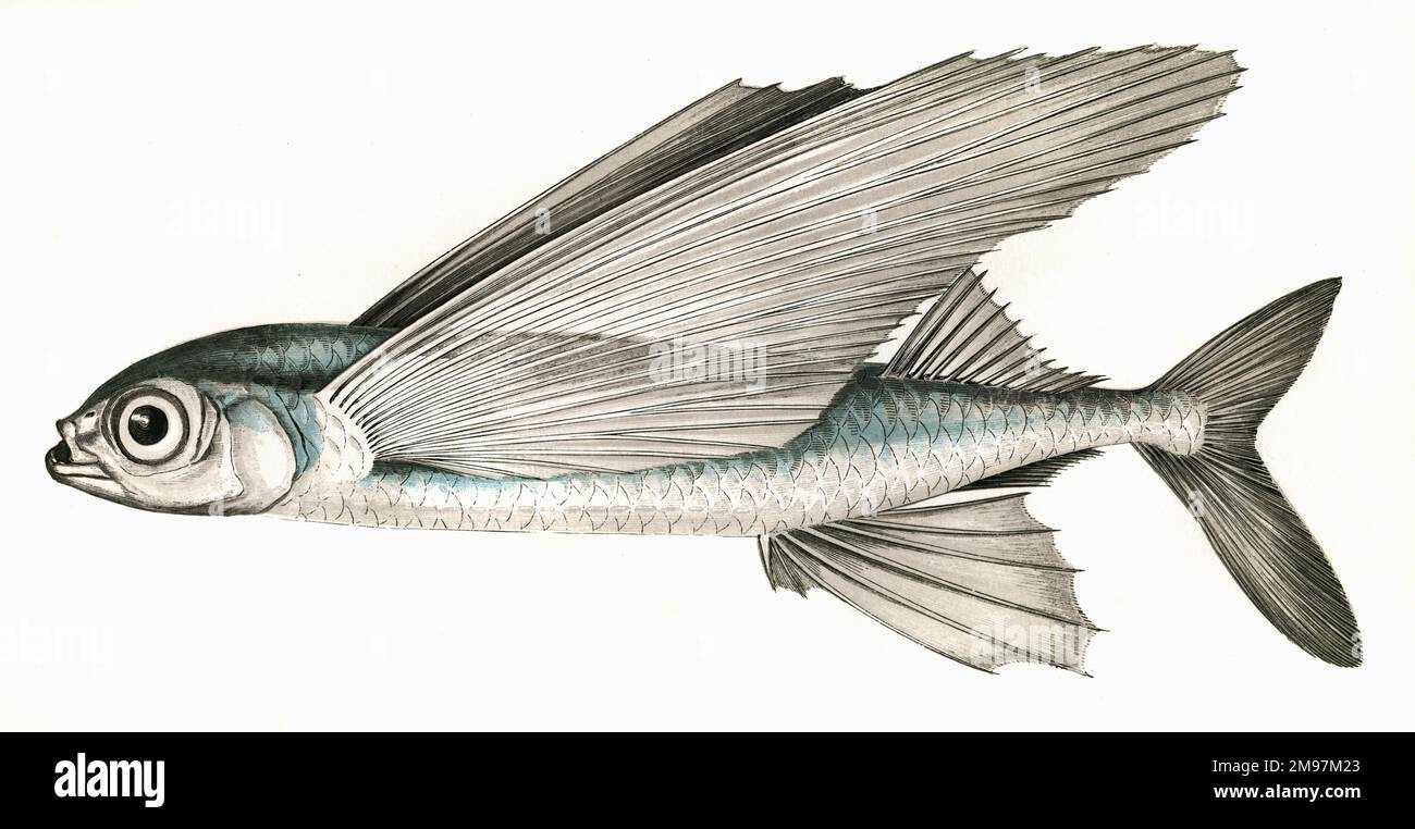 Flying fish species hi-res stock photography and images - Alamy