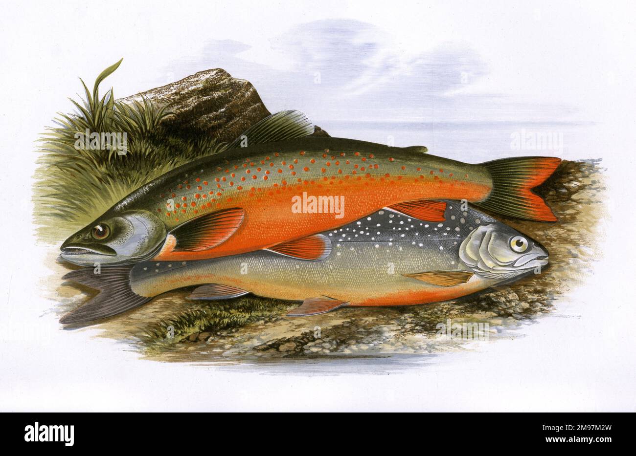 Torgoch (Salvelinus alpinus, Arctic Char, Welsh Charr or Welsh Torgoch ...