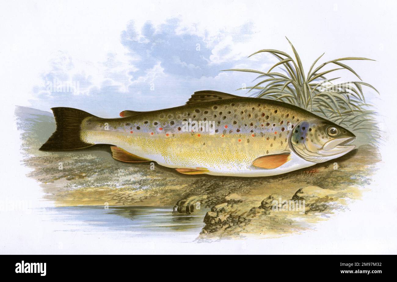 Salmo fario (Salmo trutta morpha fario), or Common Trout, also known as ...