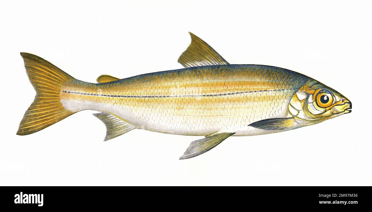 Clupeoides hi-res stock photography and images - Alamy