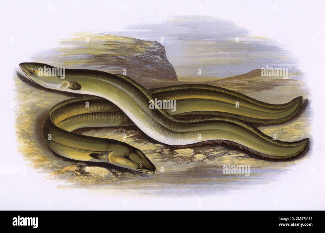 Sharp-Nosed Eel (Anguilla anguilla, Anguilla acutirostris), and Broad ...