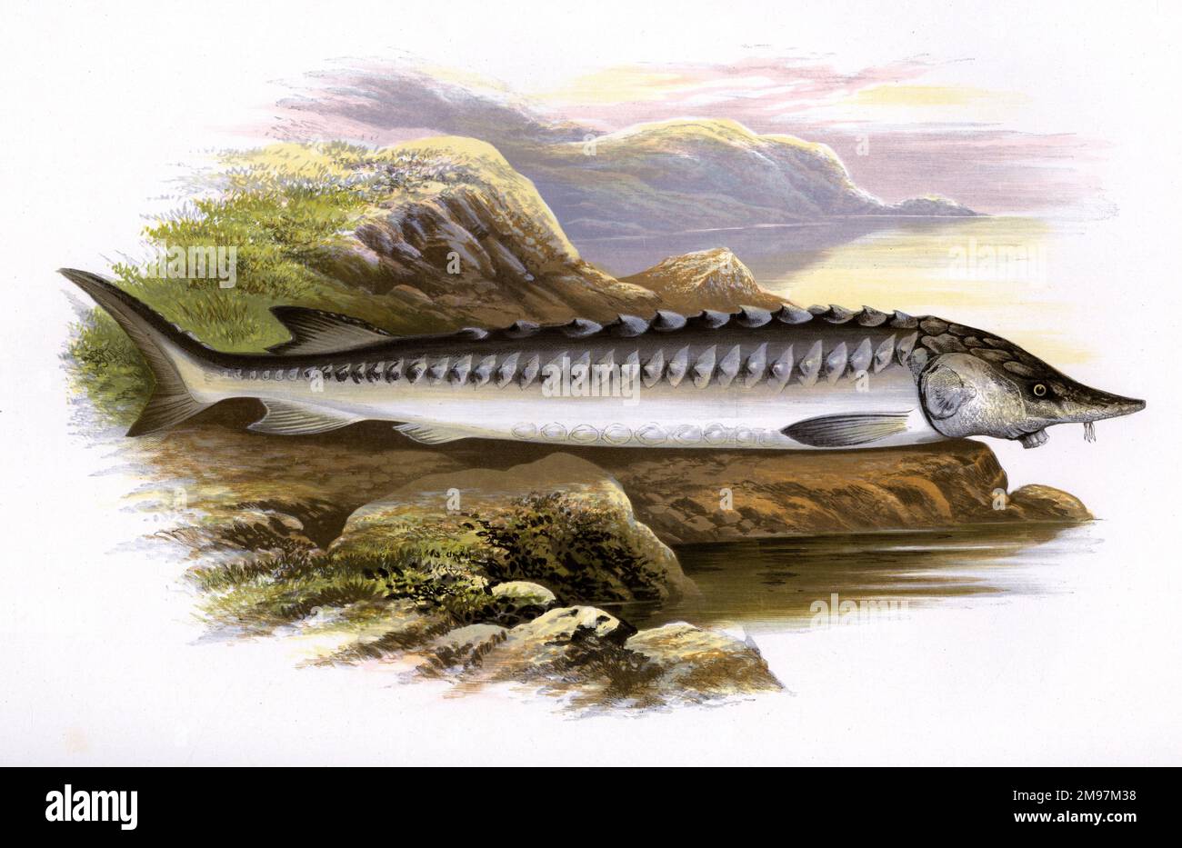 Acipenser sturio, or European sea sturgeon, also known as Atlantic ...