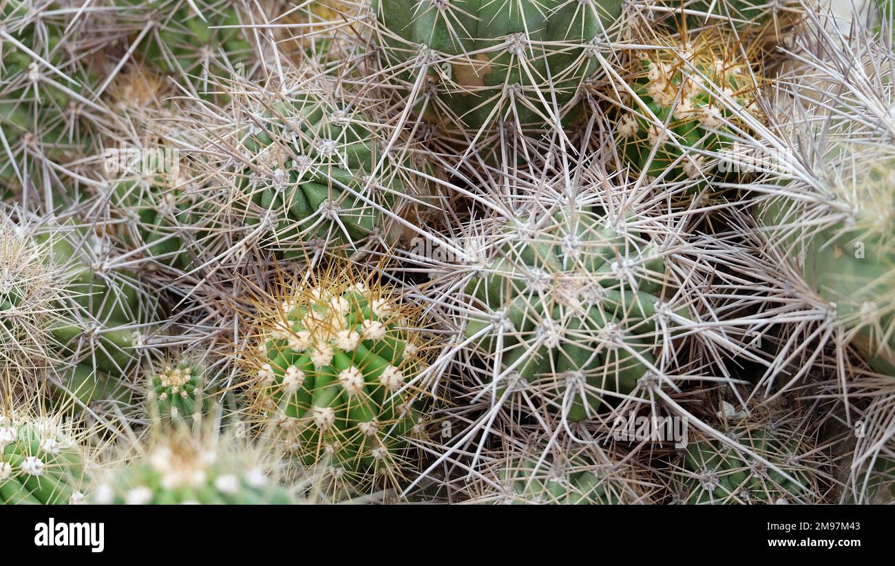 Closeup photo of small cacti growing close to each other, with long and ...