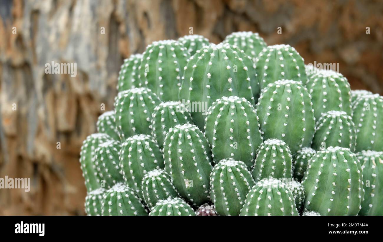 Cluster together many hi-res stock photography and images - Alamy