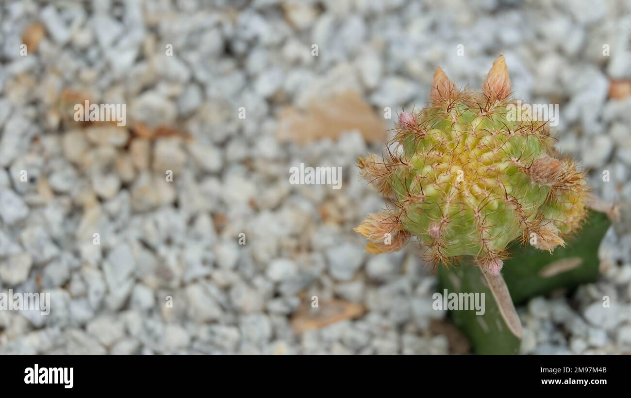 Top view of a cactus plant, with pebble ground in the background, and ...