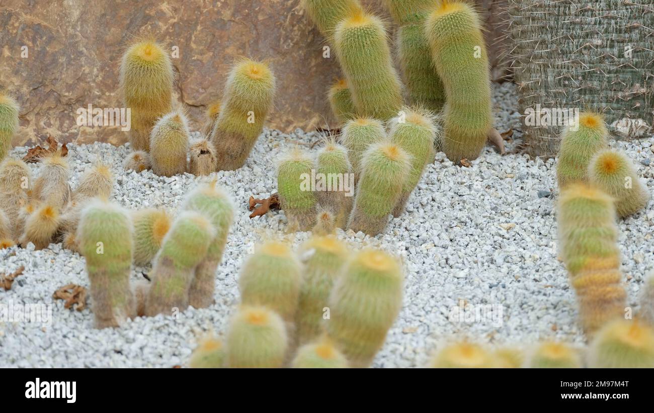 A cluster of small cacti growing on ground layered with small pebble ...
