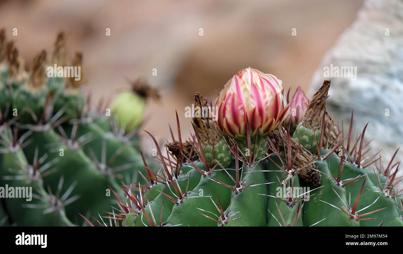 Closeup photo of the tip of a cactus plant, with a small pink and ...