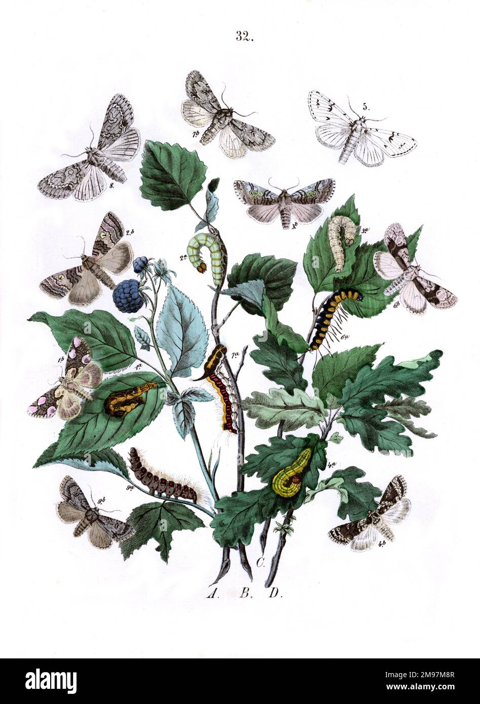 Cymatophoridae hi-res stock photography and images - Alamy