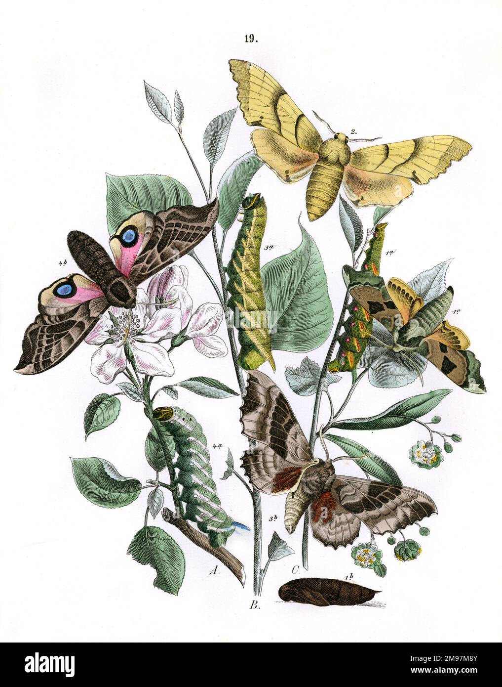 Illustration, Sphingidae -- Smerinthus Tiliae, Smerinthus Quercus ...