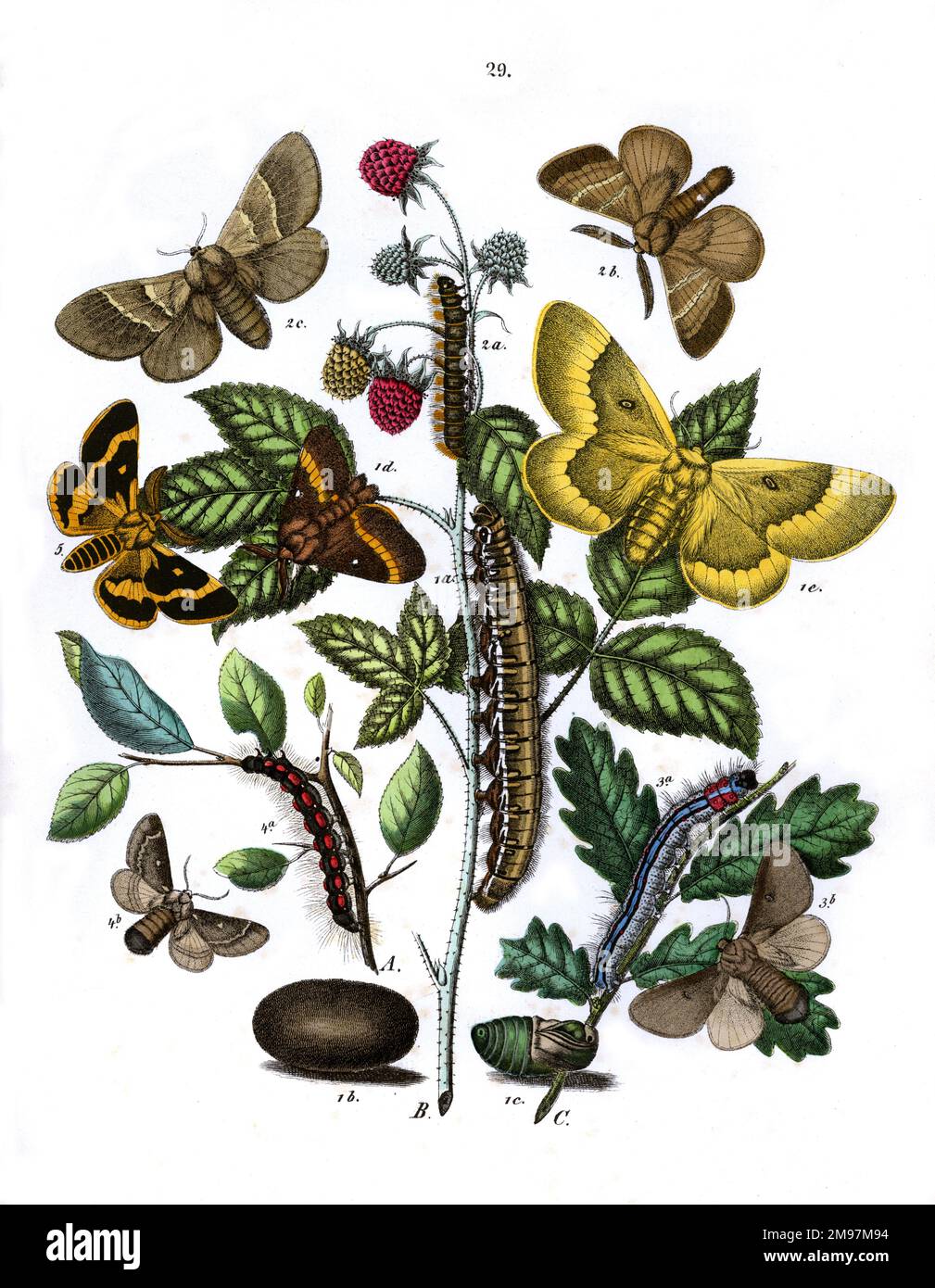 Illustration, Lasiocampidae -- Lasiocampa Quercus, Lasiocampa Rubi ...