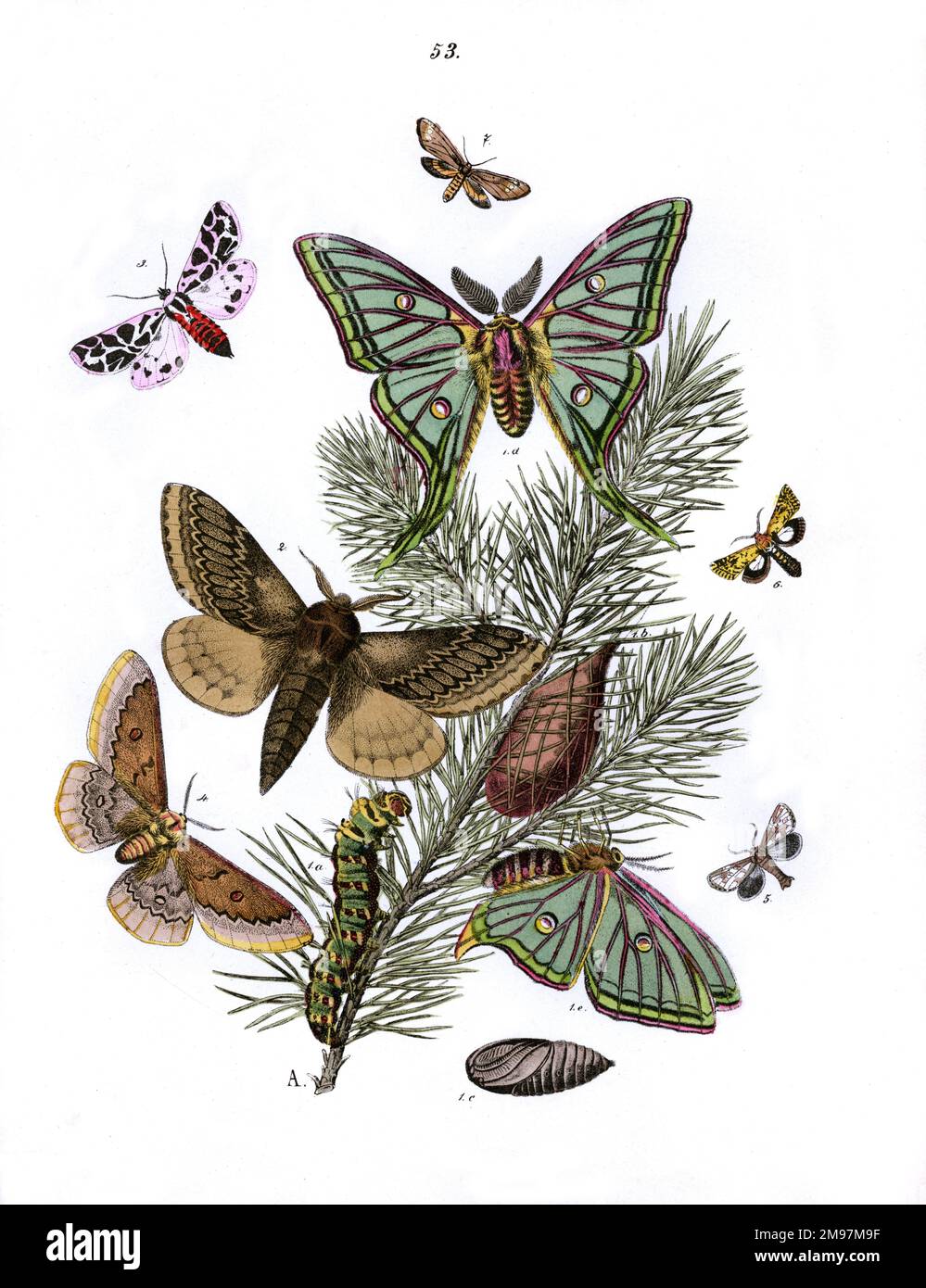 Illustration, Bombyces -- Actias Isabellae, Lasiocampa Otus, Euprepia ...