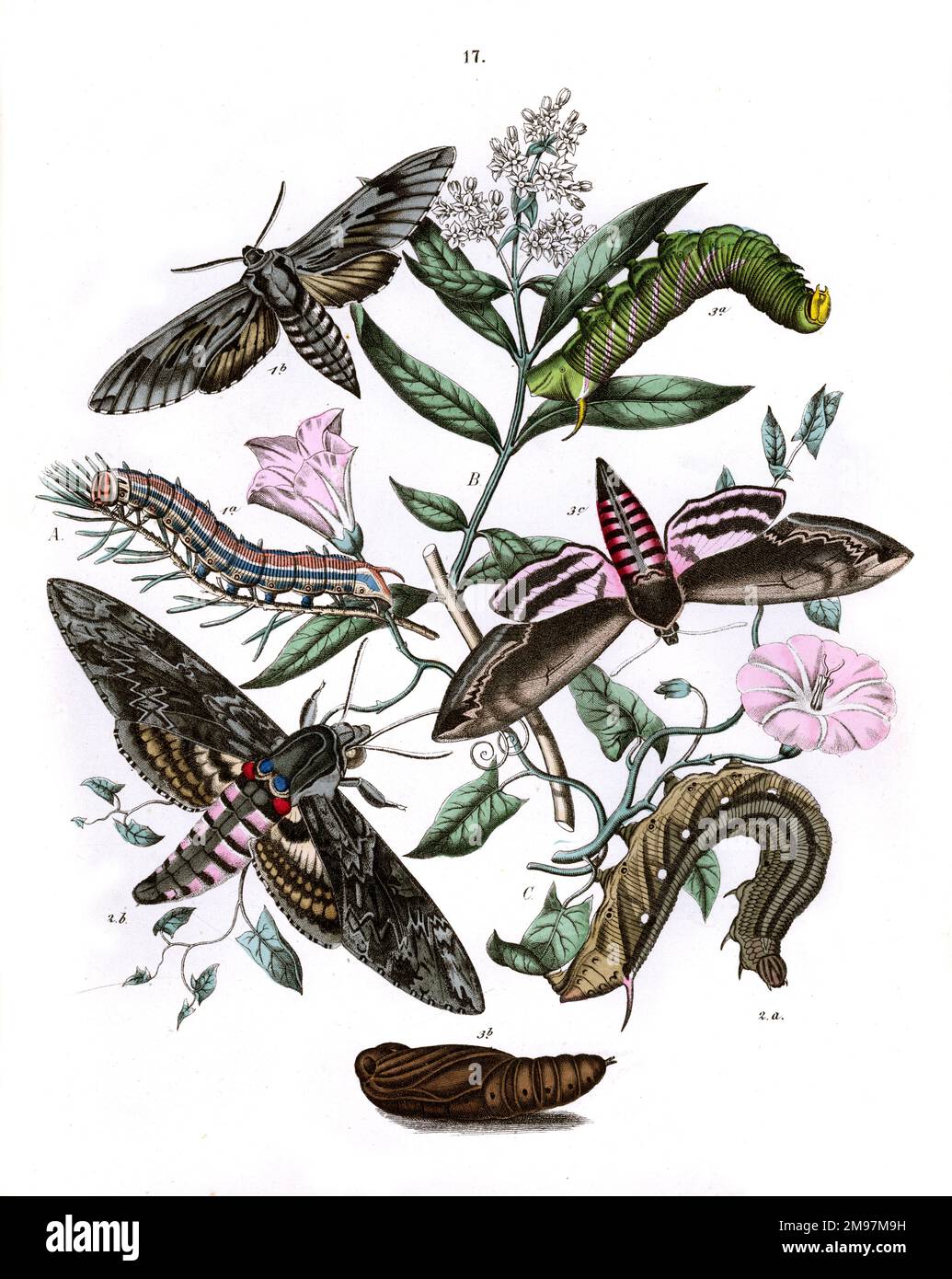Illustration, Sphingidae -- Sphinx Pinastri, Sphinx Convolvuli, Sphinx ...