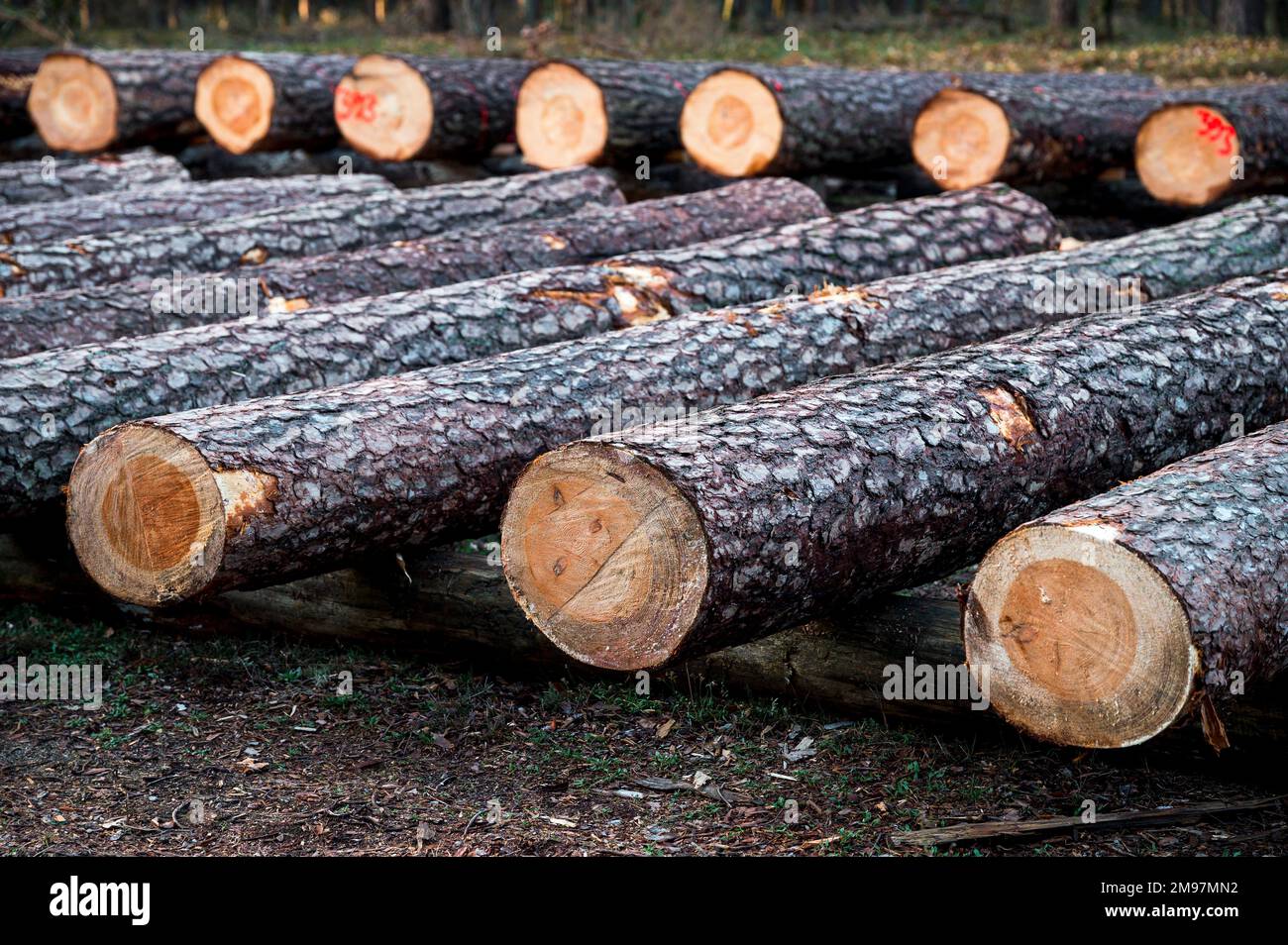 17 January 2023, Bavaria, Strullendorf: Numerous tree trunks are stored ...