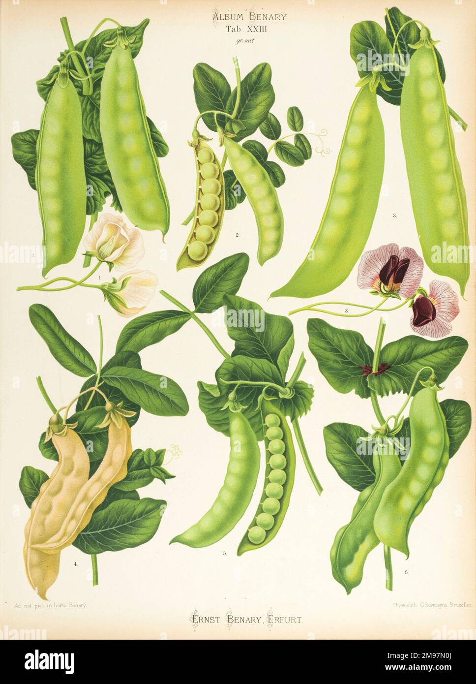 Varieties of edible-podded pea, or sugar pea. Chromolithograph, by G ...