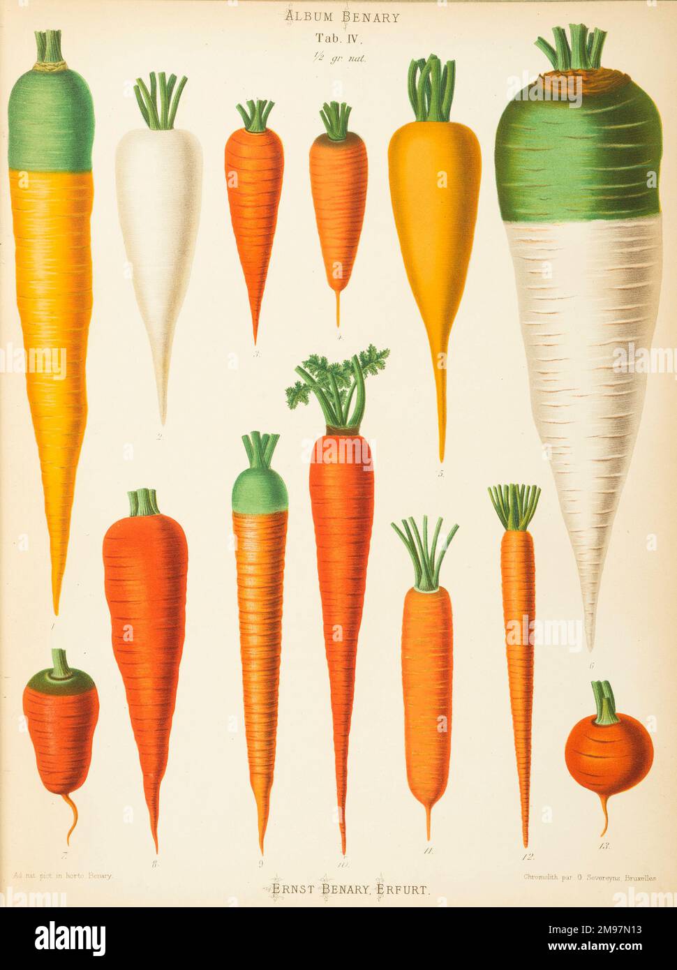 Varieties of carrot (daucus). Chromolithograph by G. Severeyns, of ...