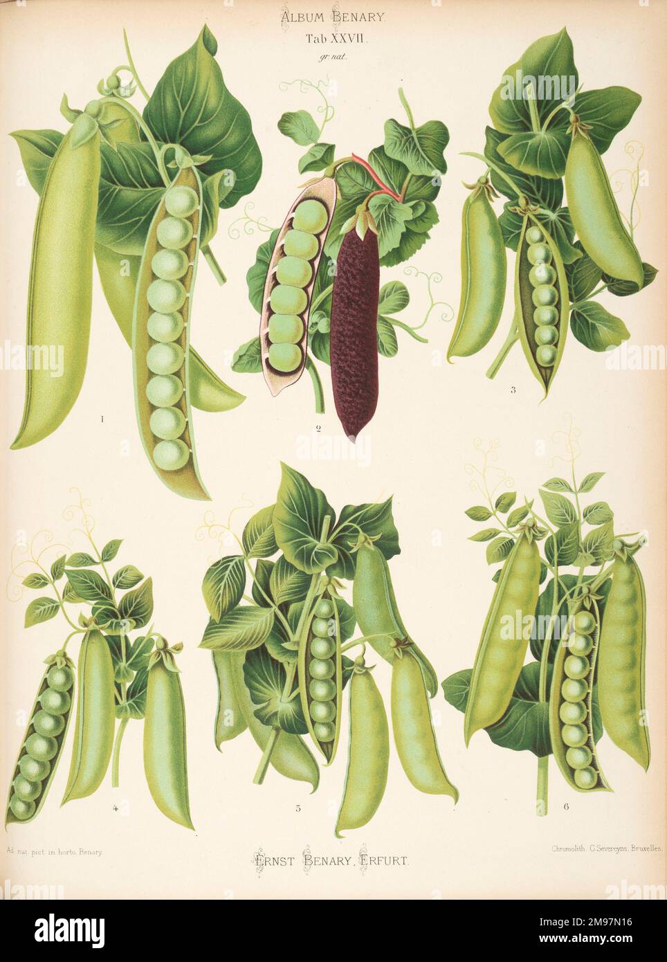 Varieties of pea (Pisum sativum) - second. Chromolithograph, by G ...