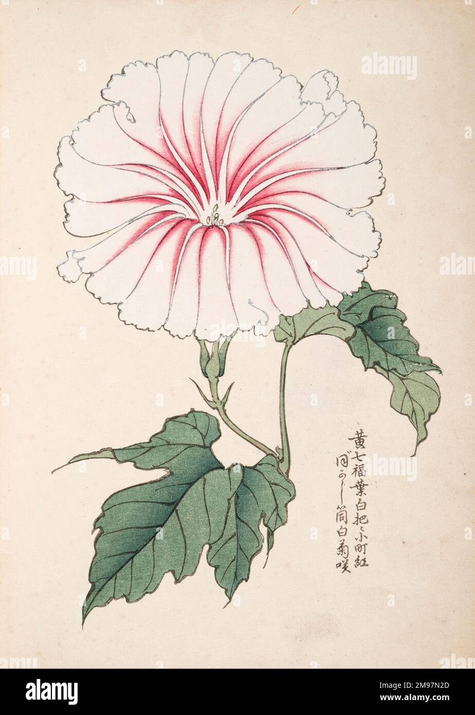 Japanese Morning Glory (2). Illustration from Bunjiro Fujisawa, Morning ...