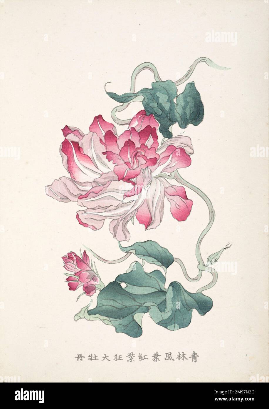 Japanese Morning Glory (4). Illustration from Bunjiro Fujisawa, Morning ...