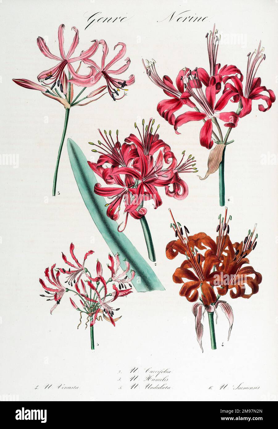 Nerine: six varieties. Hand-coloured lithograph by G. Severeyns, from ...