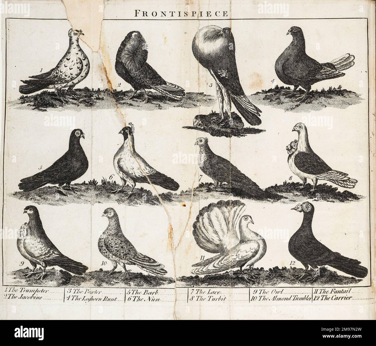 Twelve breeds hi-res stock photography and images - Alamy