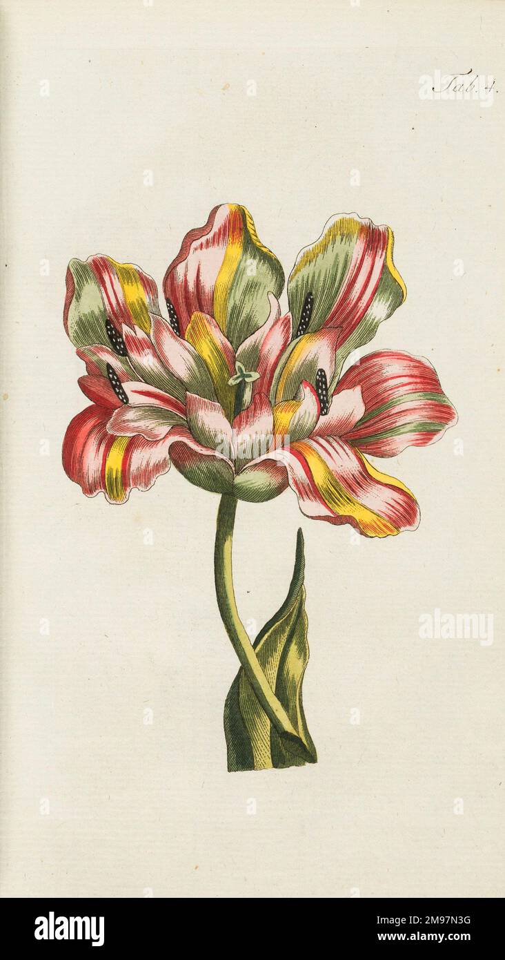 Broken' Tulip - example of Tulip breaking virus. Illustration from Dr ...