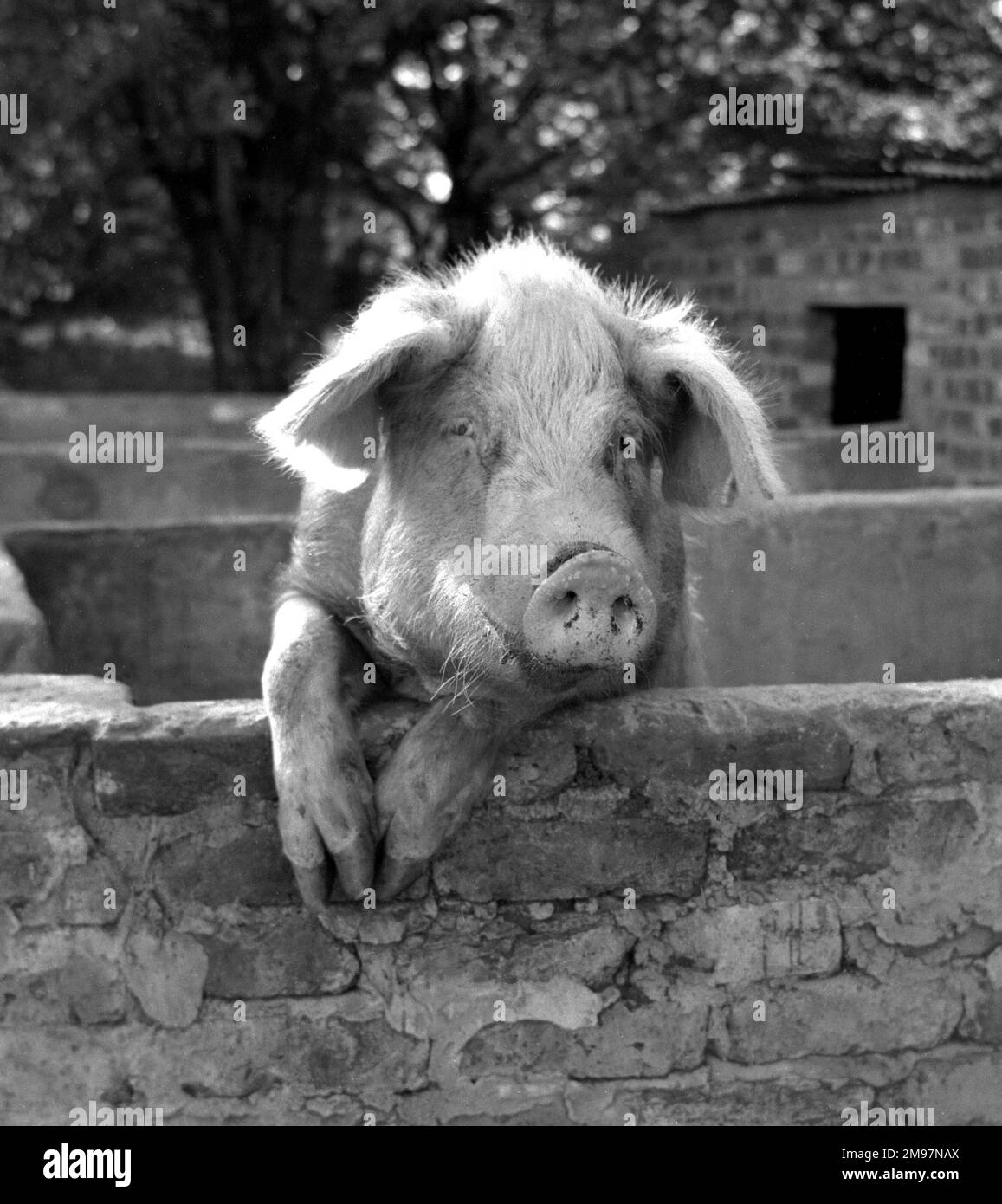 Happy inquisitive pig Stock Photo - Alamy