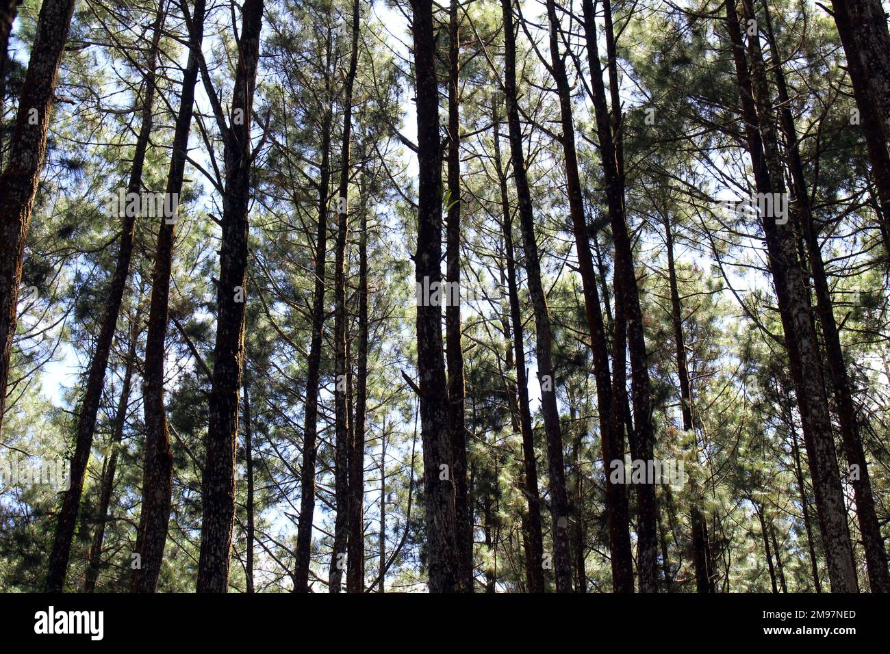 Pine forest in Jogja or called Hutan Pinus during pandemic Stock Photo ...