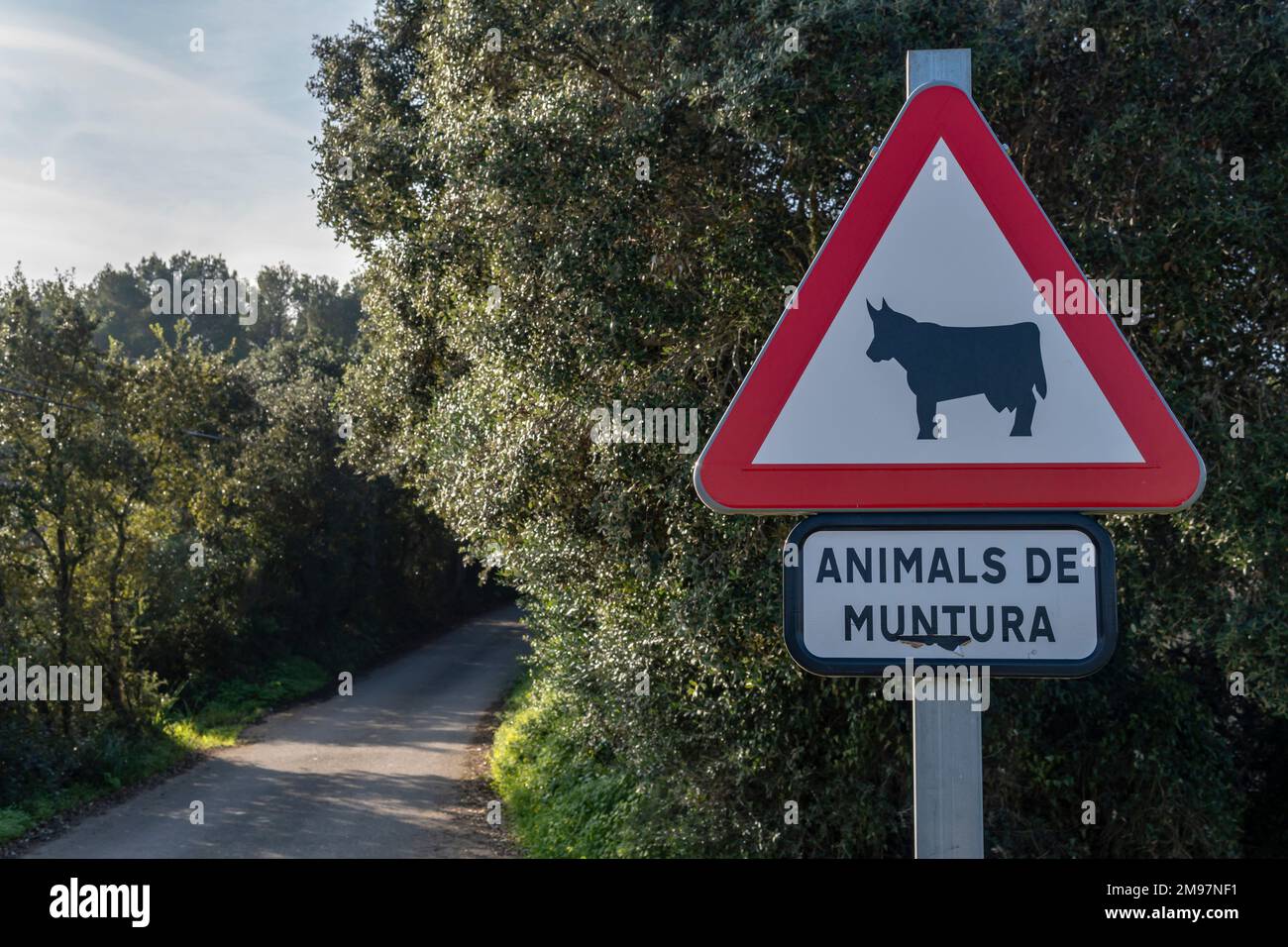 Vertical traffic sign indicating the danger of farm animals on the road ...