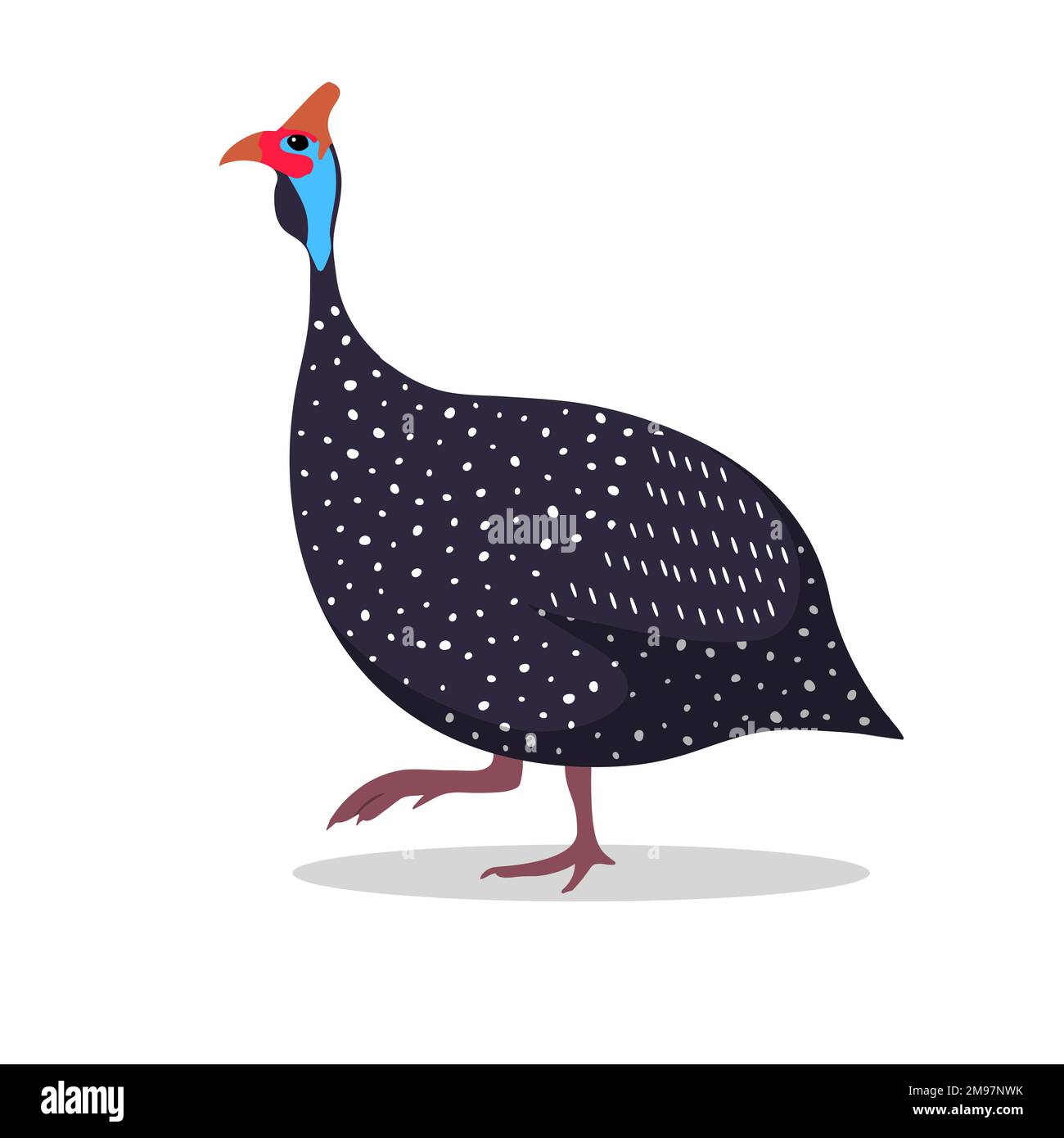Guinea fowl drawing Stock Vector Images - Alamy