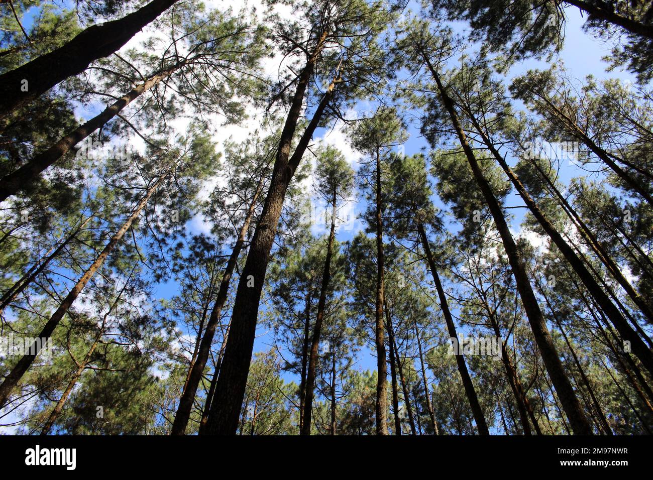 The blue sky and pine tree in Yogyakarta, Java, Indonesia Stock Photo ...