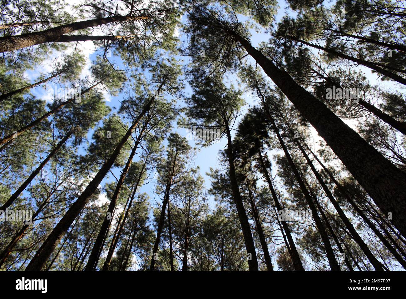 The blue sky and pine tree in Yogyakarta, Java, Indonesia Stock Photo ...
