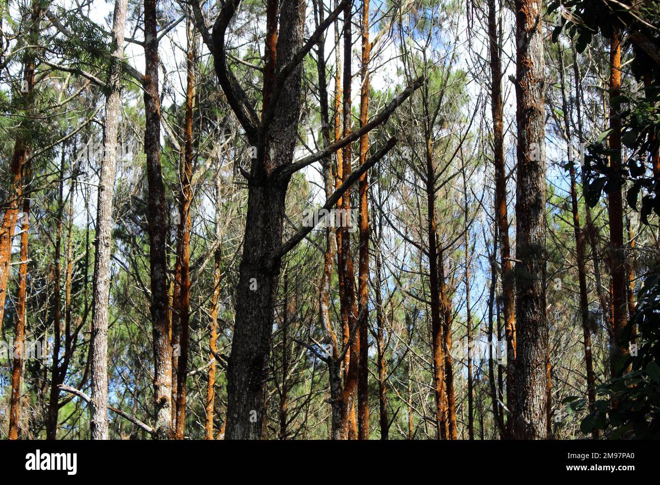 Pine tree in yogyakarta hi-res stock photography and images - Alamy