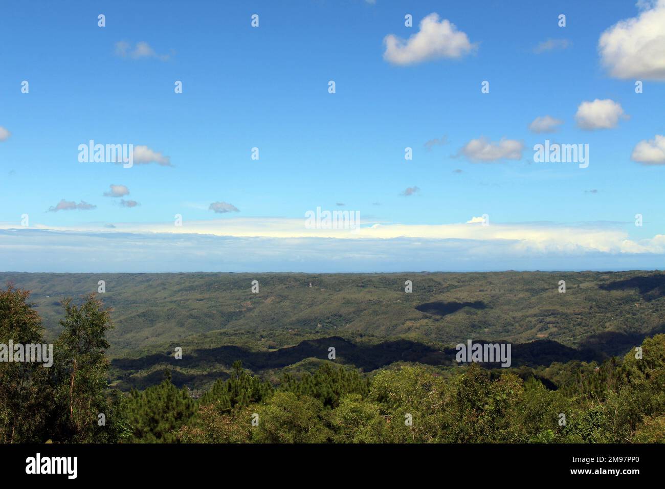 Pine tree in yogyakarta hi-res stock photography and images - Alamy